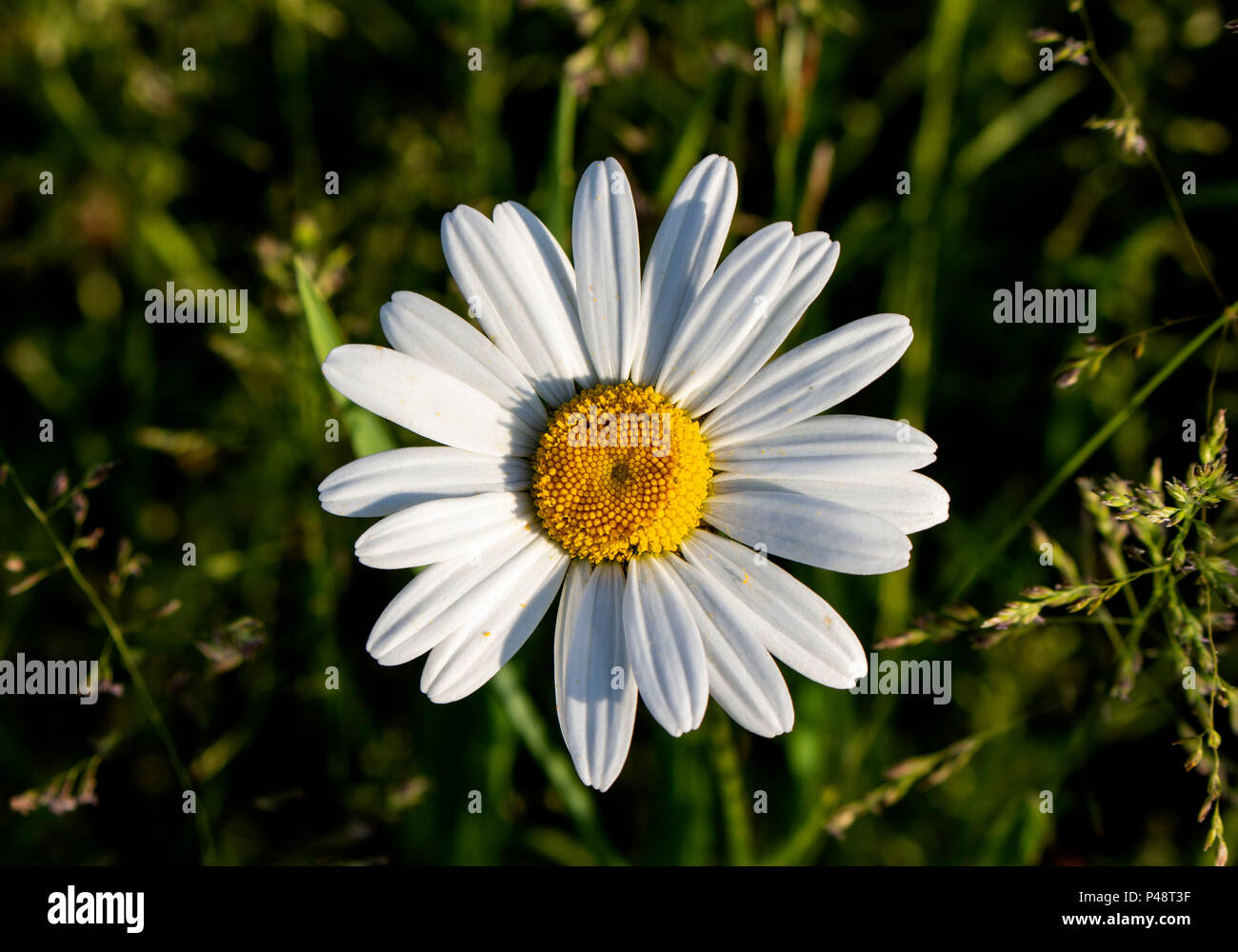 Single white daisy flower hi-res stock photography and images - Alamy