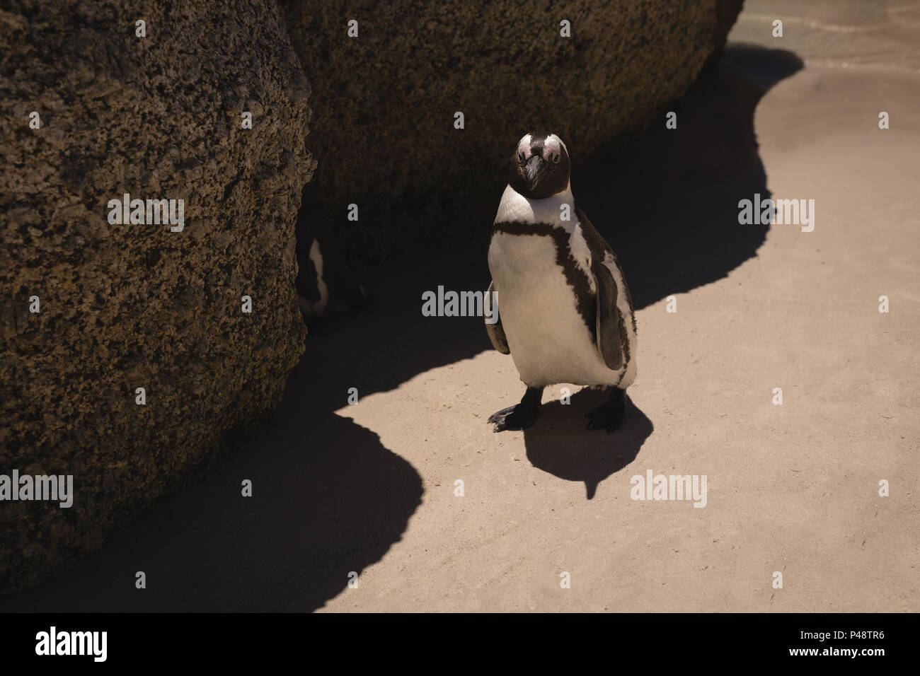 Penguin at beach Stock Photo - Alamy