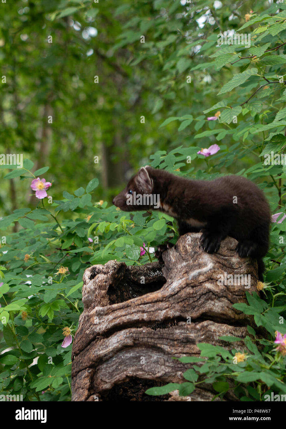 Baby Pine Martin Stock Photo - Alamy