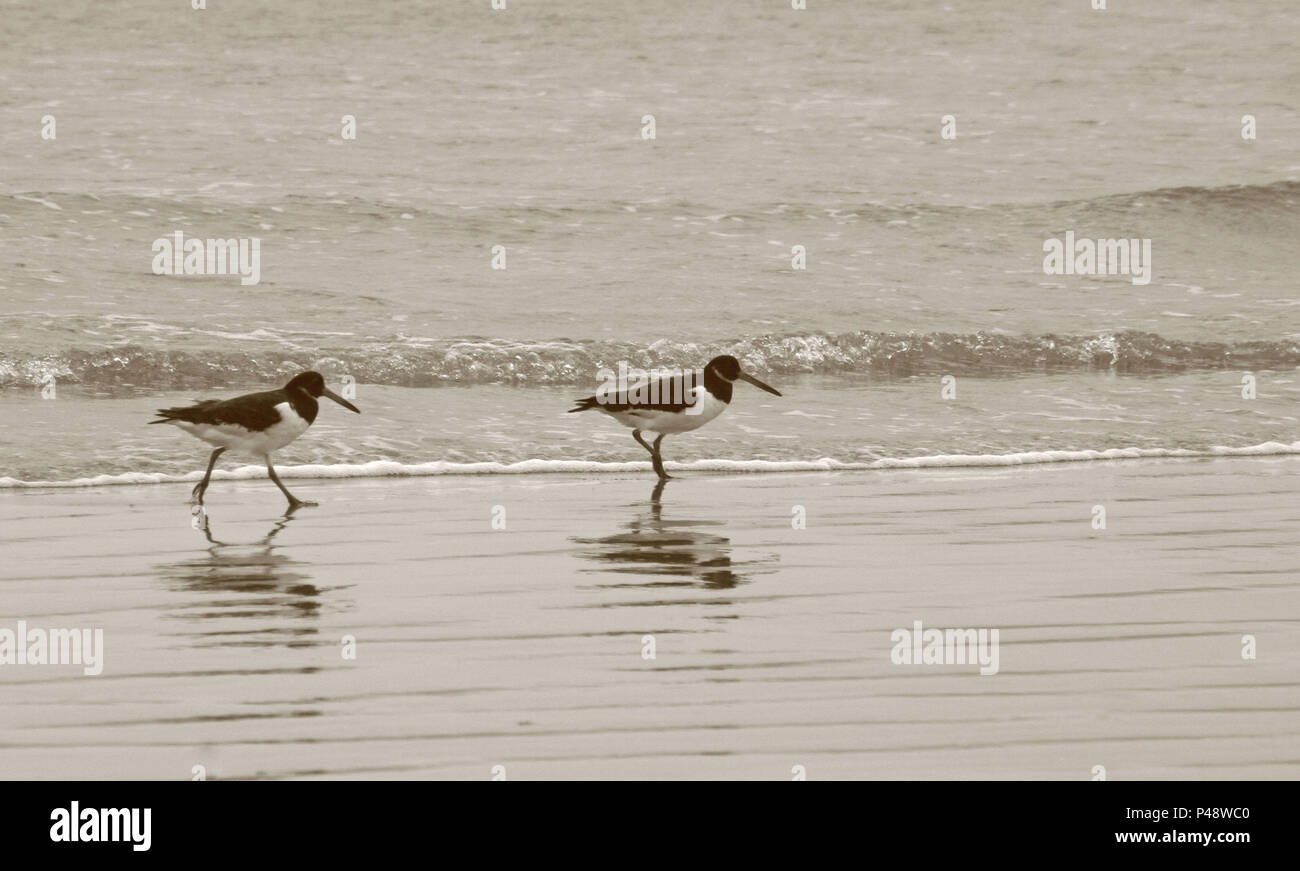 Aves en la playa hi-res stock photography and images - Alamy
