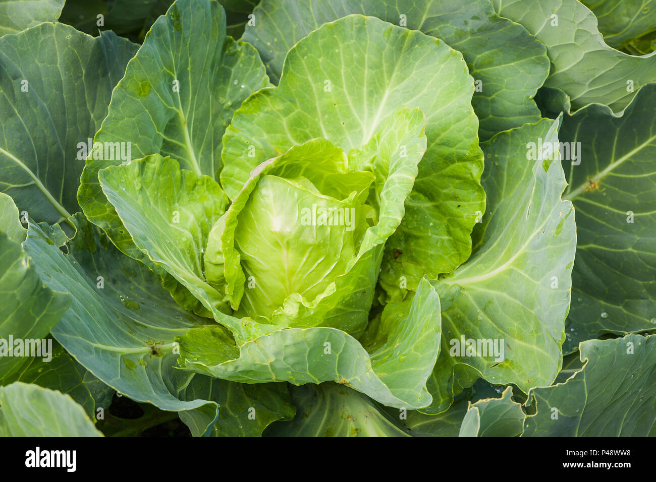 Vegetable vegetables garden hi-res stock photography and images - Alamy