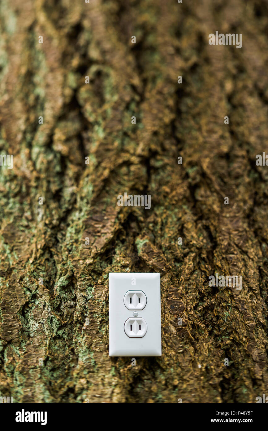 Green power concept. A electrical outlet on a tree trunk Stock Photo ...