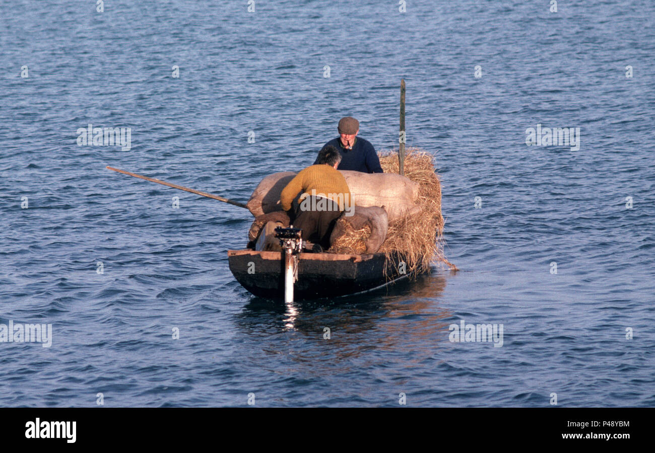 Curragh, traditional West coast of Ireland boat, laden down with straw ...