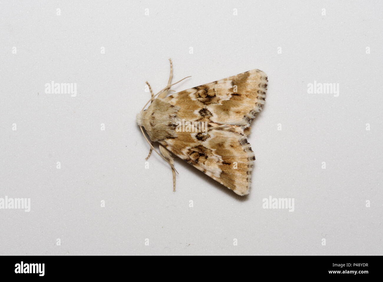 Dusky sallow moth hi-res stock photography and images - Alamy