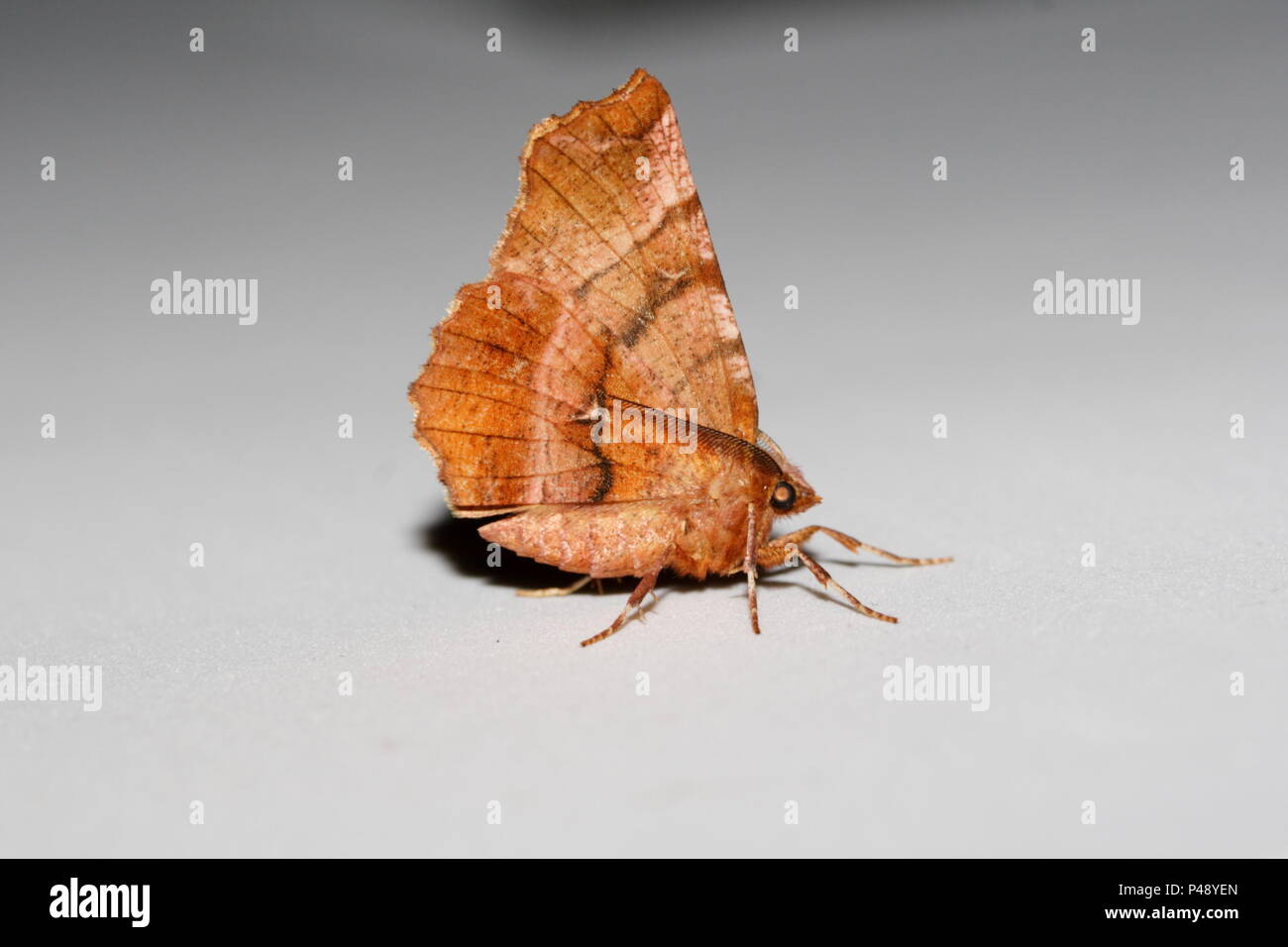 Early Thorn Moth Stock Photo - Alamy