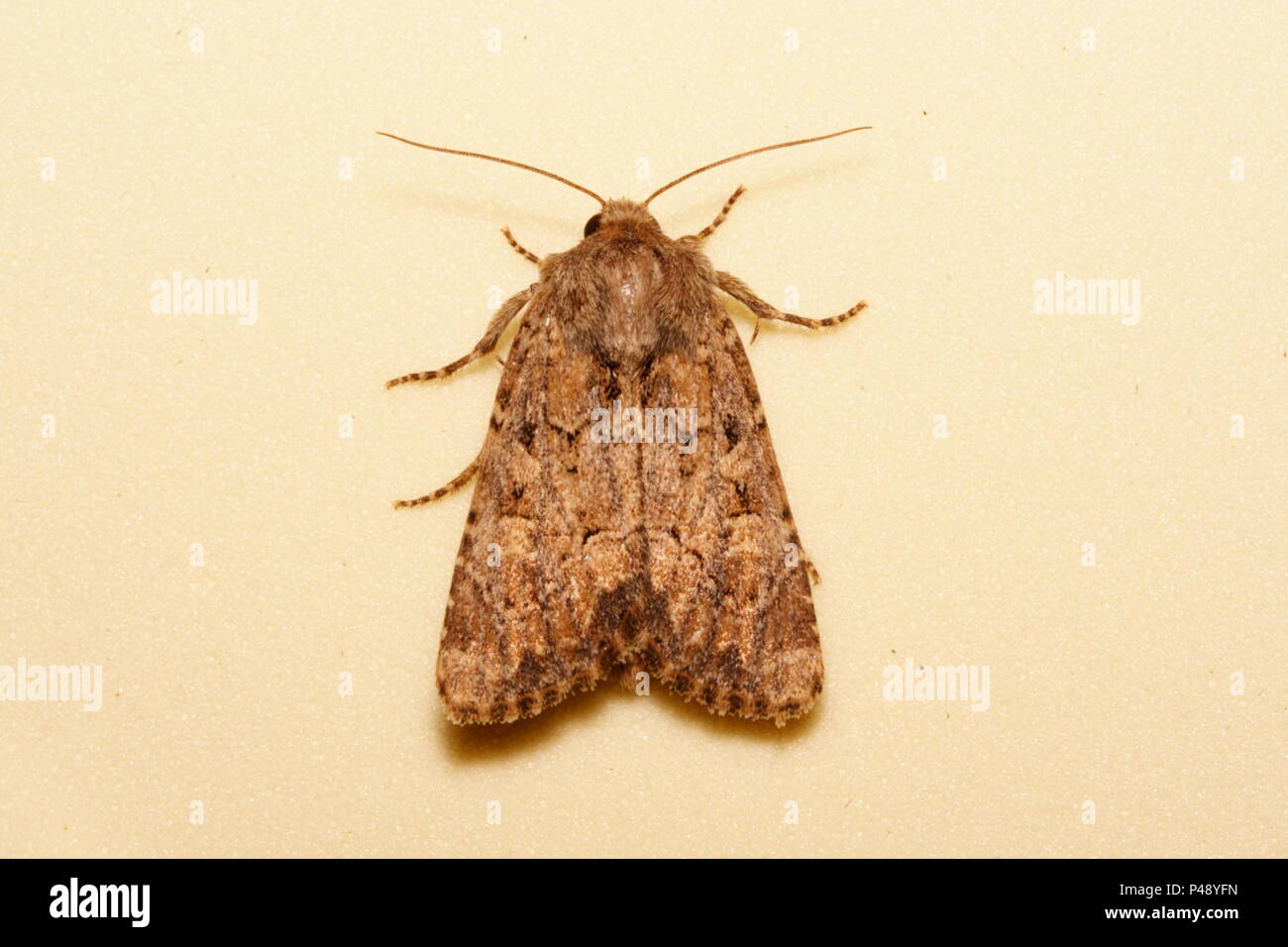 Flounced Rustic Moth Stock Photo - Alamy