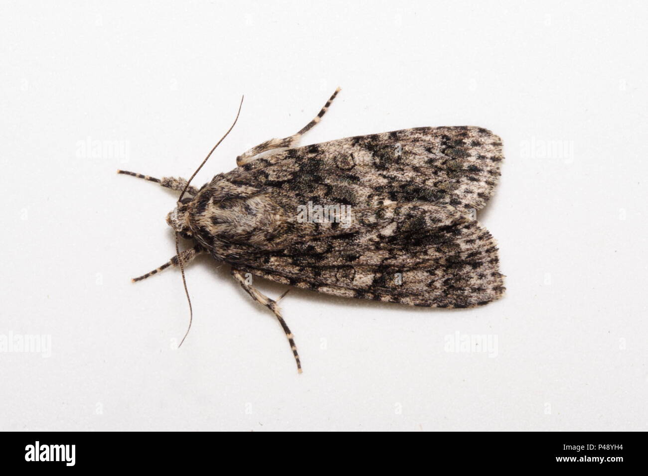 Knot Grass Moth Stock Photo - Alamy