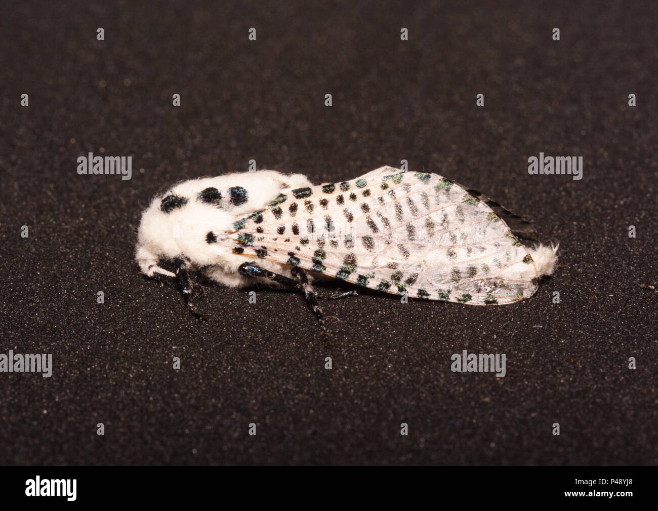 Leopard moths hi-res stock photography and images - Alamy