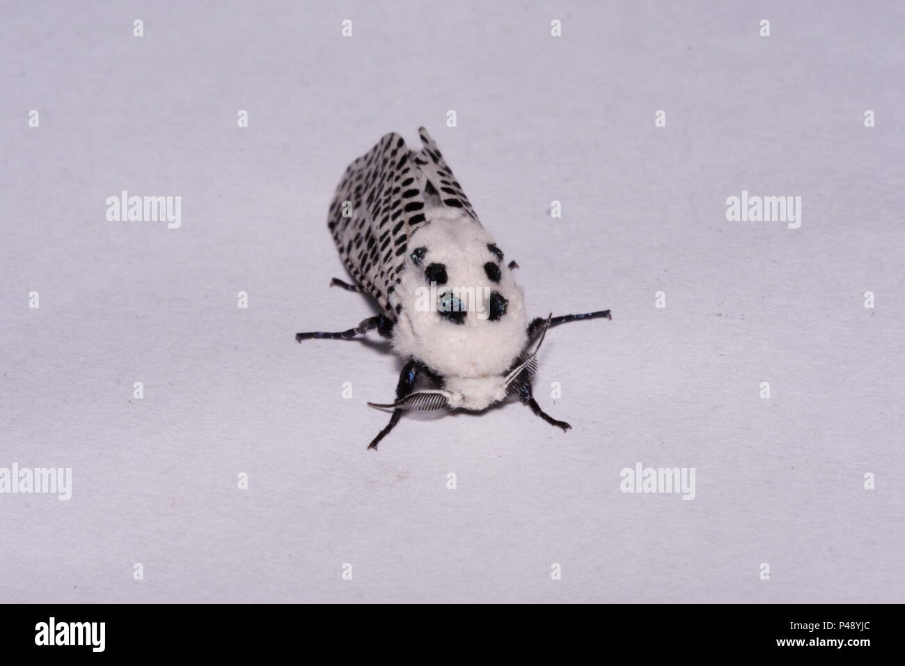 Leopard moths hi-res stock photography and images - Alamy