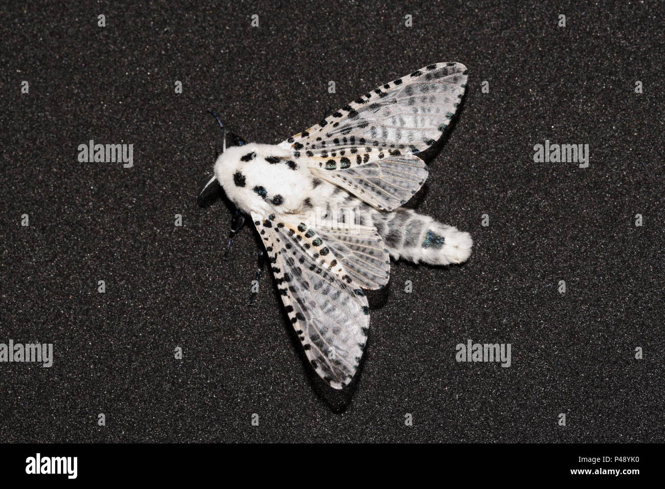 Leopard moth uk hi-res stock photography and images - Alamy
