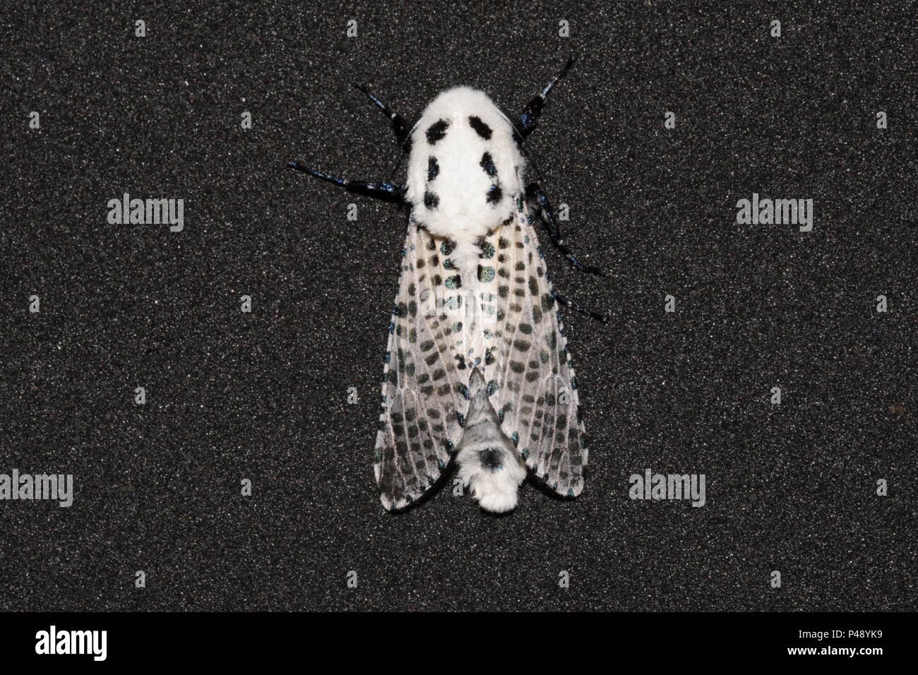 Leopard moth uk hi-res stock photography and images - Alamy