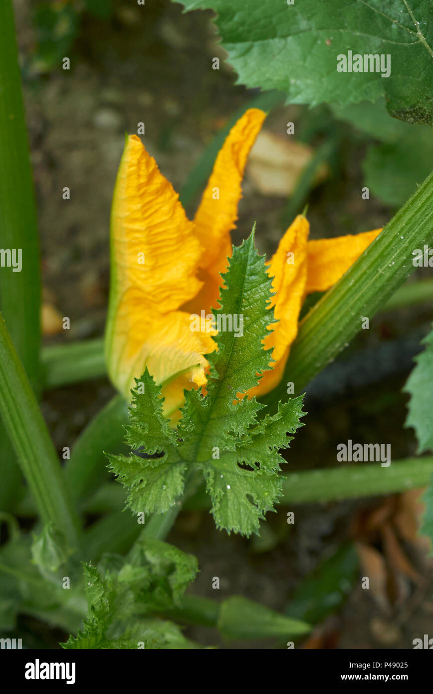 Botany cucurbitaceae marrow hi-res stock photography and images - Alamy