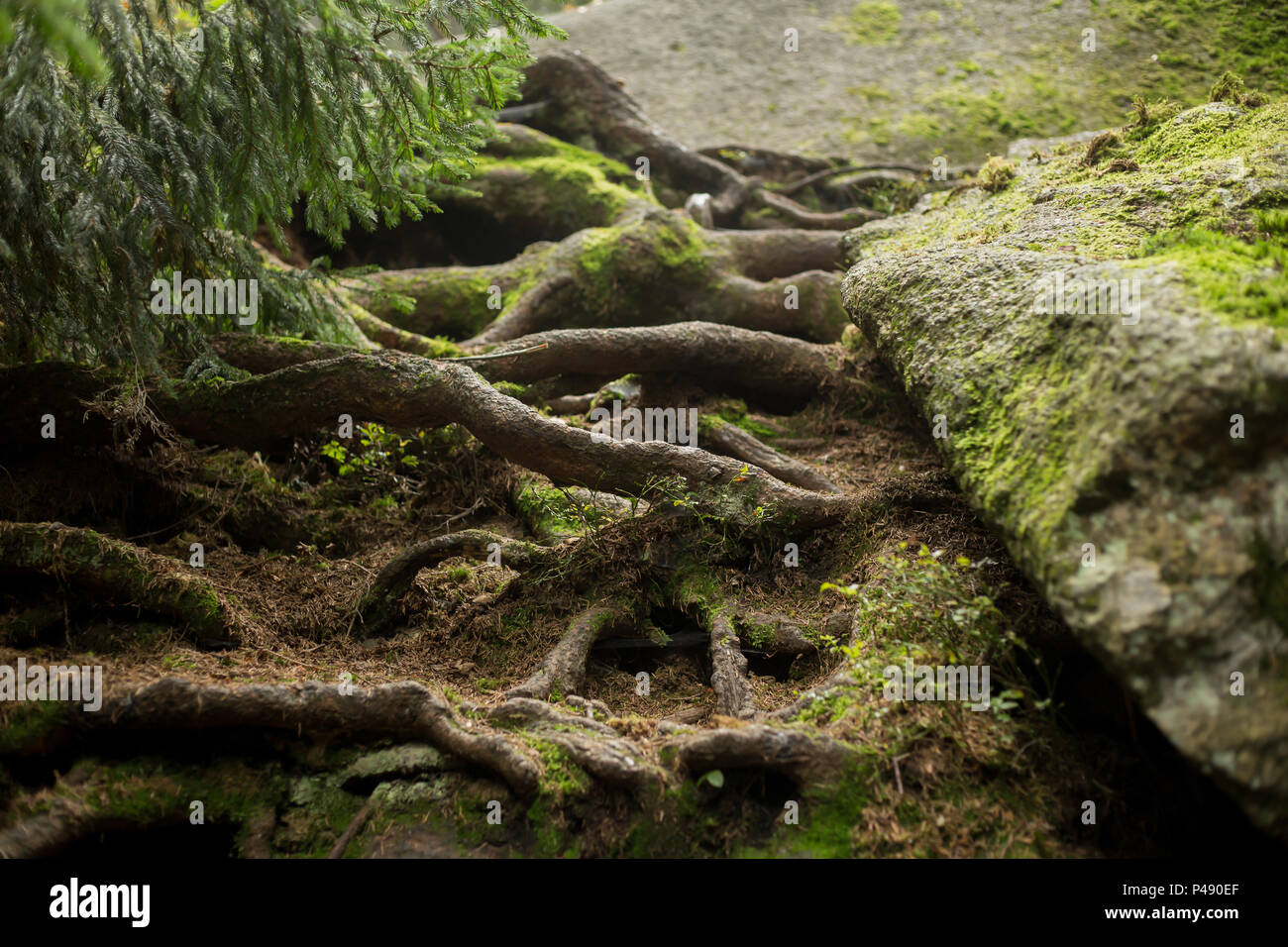 Great big tree roots hi-res stock photography and images - Alamy