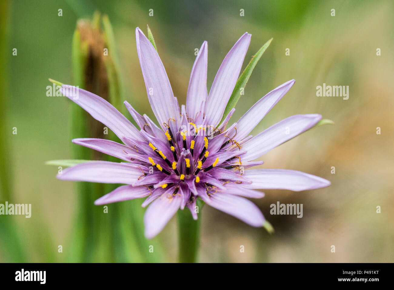 Common salsify oyster plant purple goats beard hi-res stock photography ...