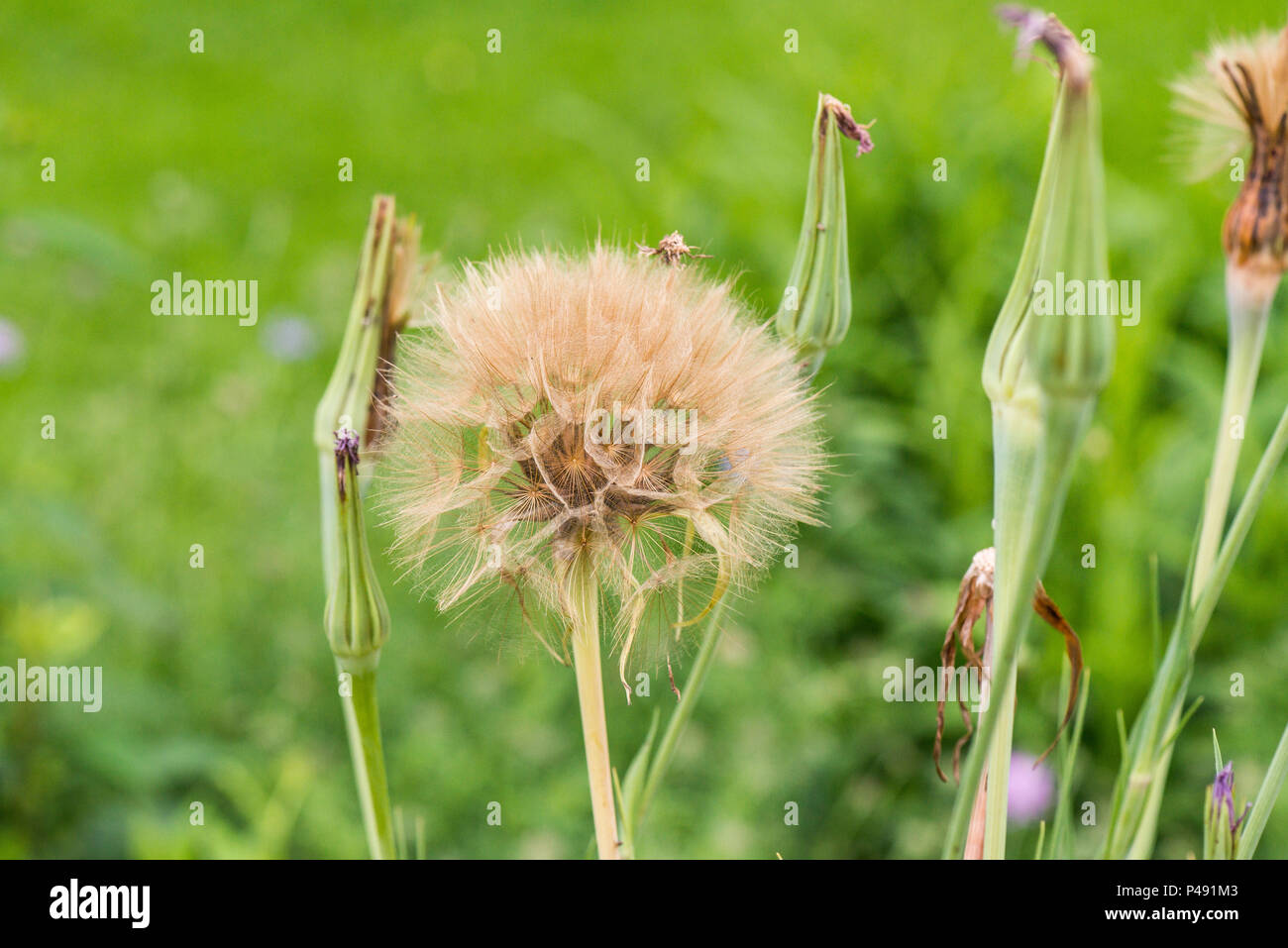 Salsify Seeds High Resolution Stock Photography and Images - Alamy
