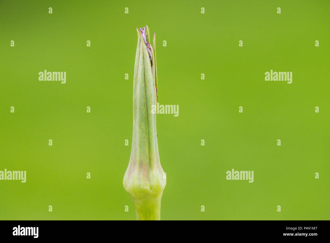 A common salsify (Tragopogon porrifolius) in bud Stock Photo - Alamy