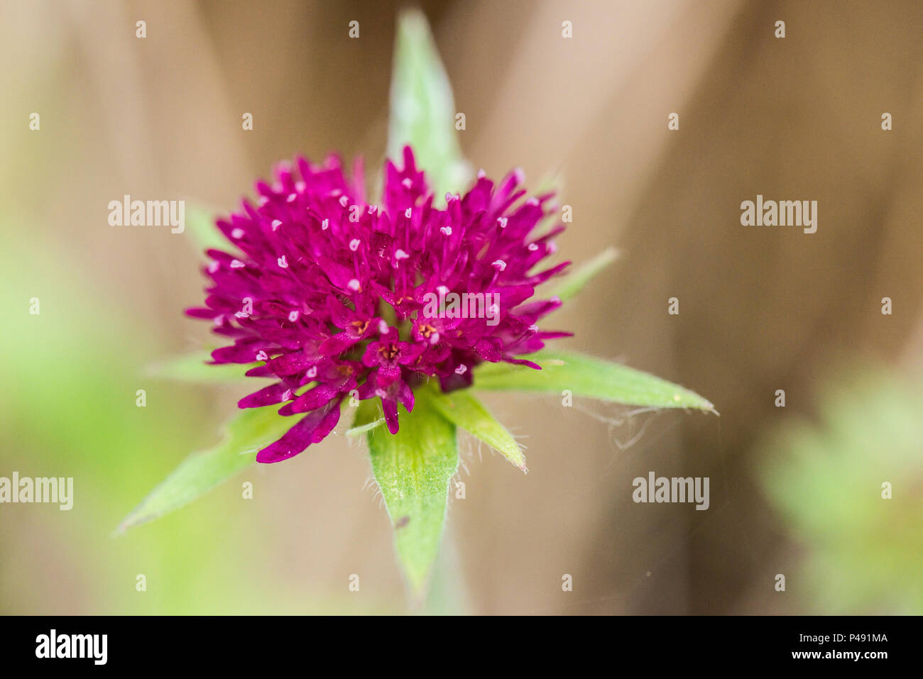A close up of a Macedonian scabious (Knautia macedonica) flower head ...