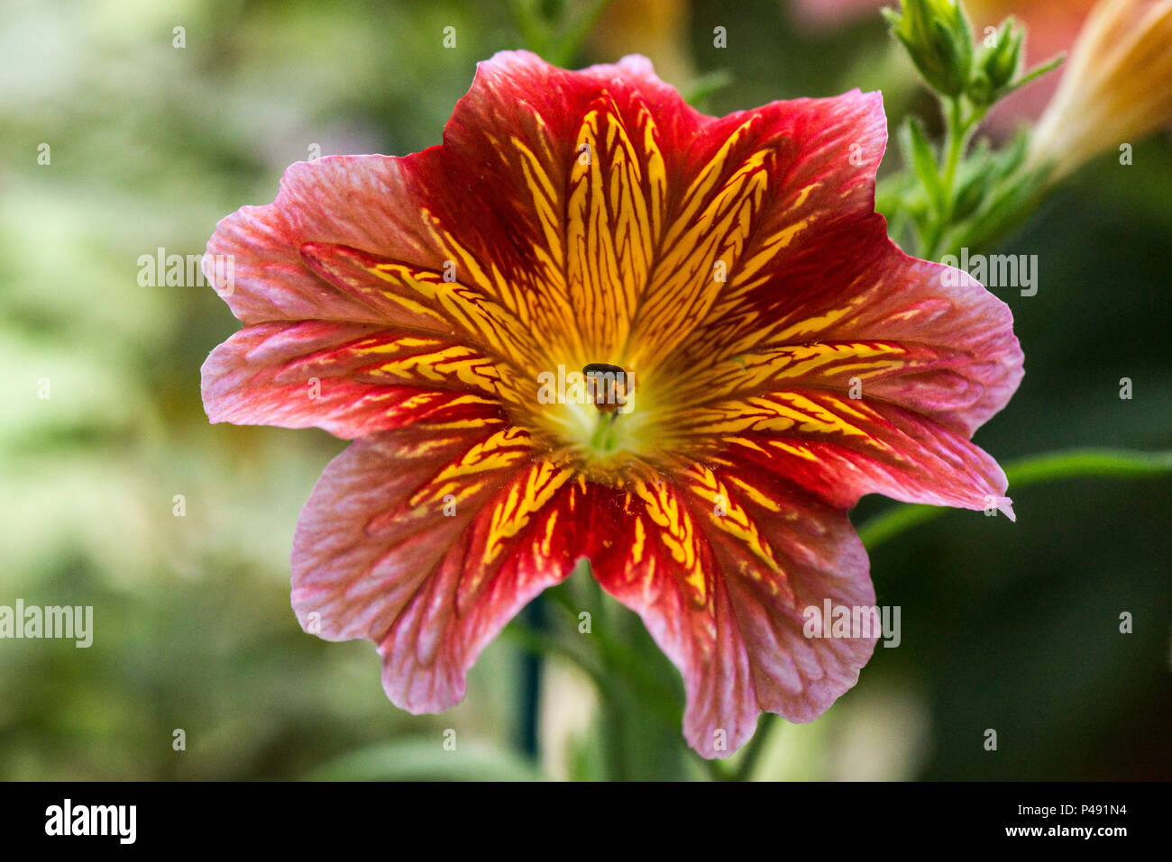 Funnel shaped corolla hi-res stock photography and images - Alamy