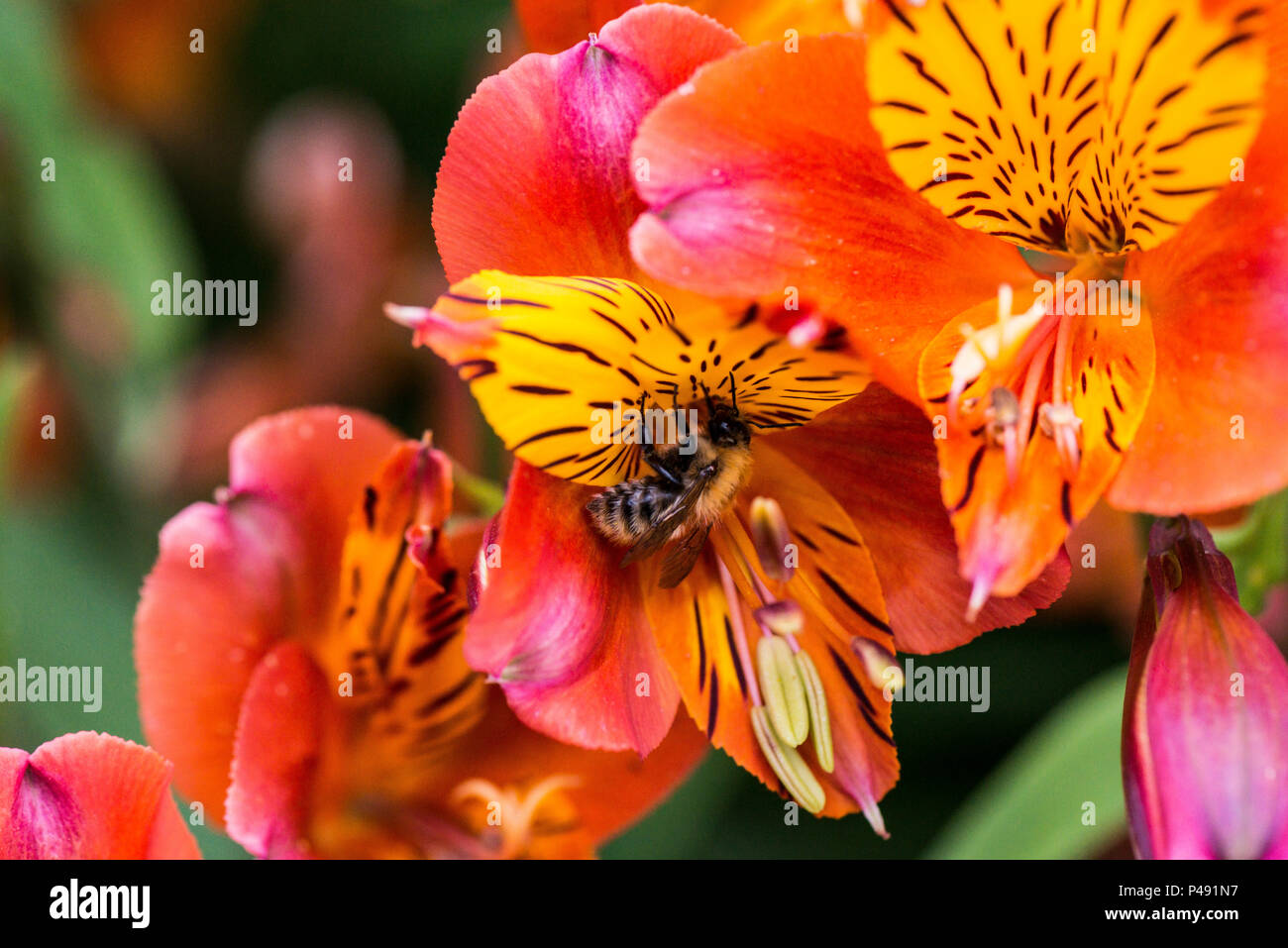 A bee on a reddy orange and yellow Peruvian lily (Alstroemeria Stock ...