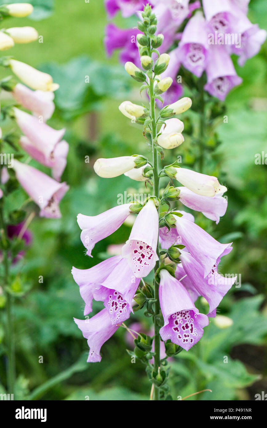 Cap And Bells High Resolution Stock Photography and Images - Alamy