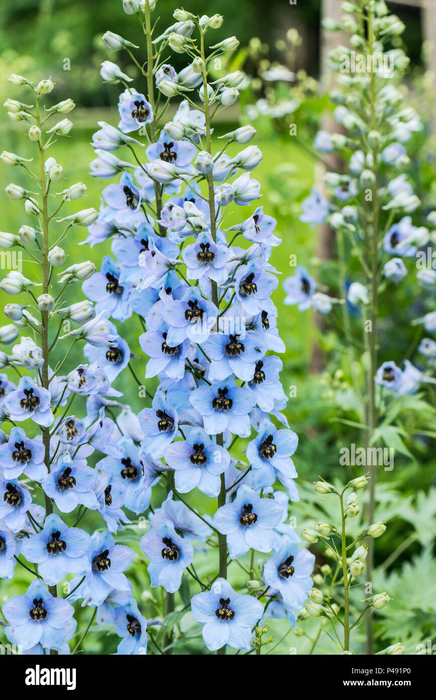 Pale blue delphinium hi-res stock photography and images - Alamy