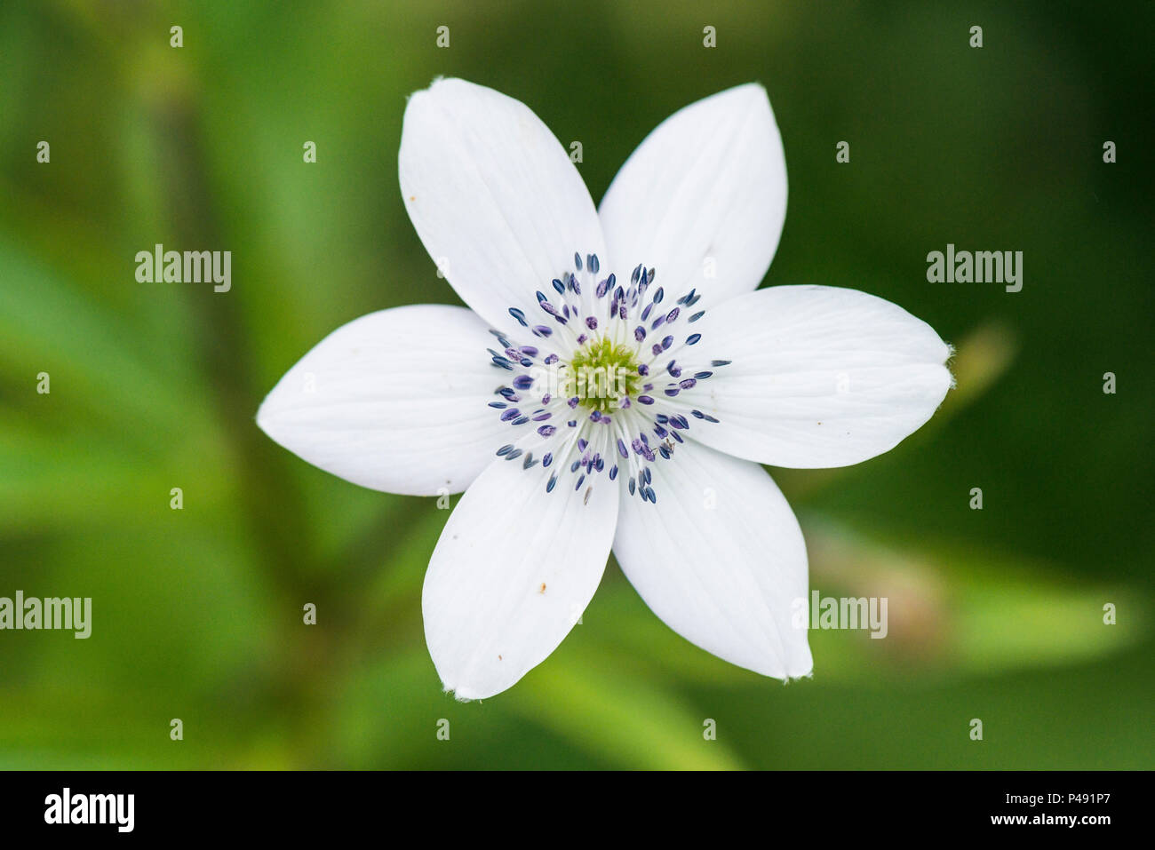 A riverside windflower (Anemone rivularis Stock Photo - Alamy