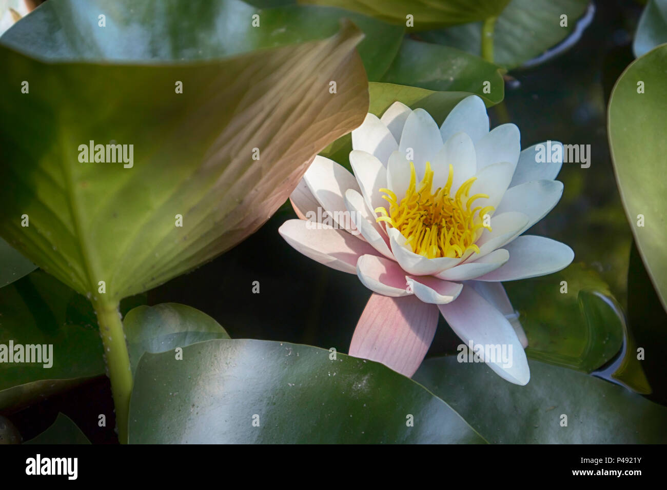 the nymphaea virginalis in the backlight at sunset in the botanical ...