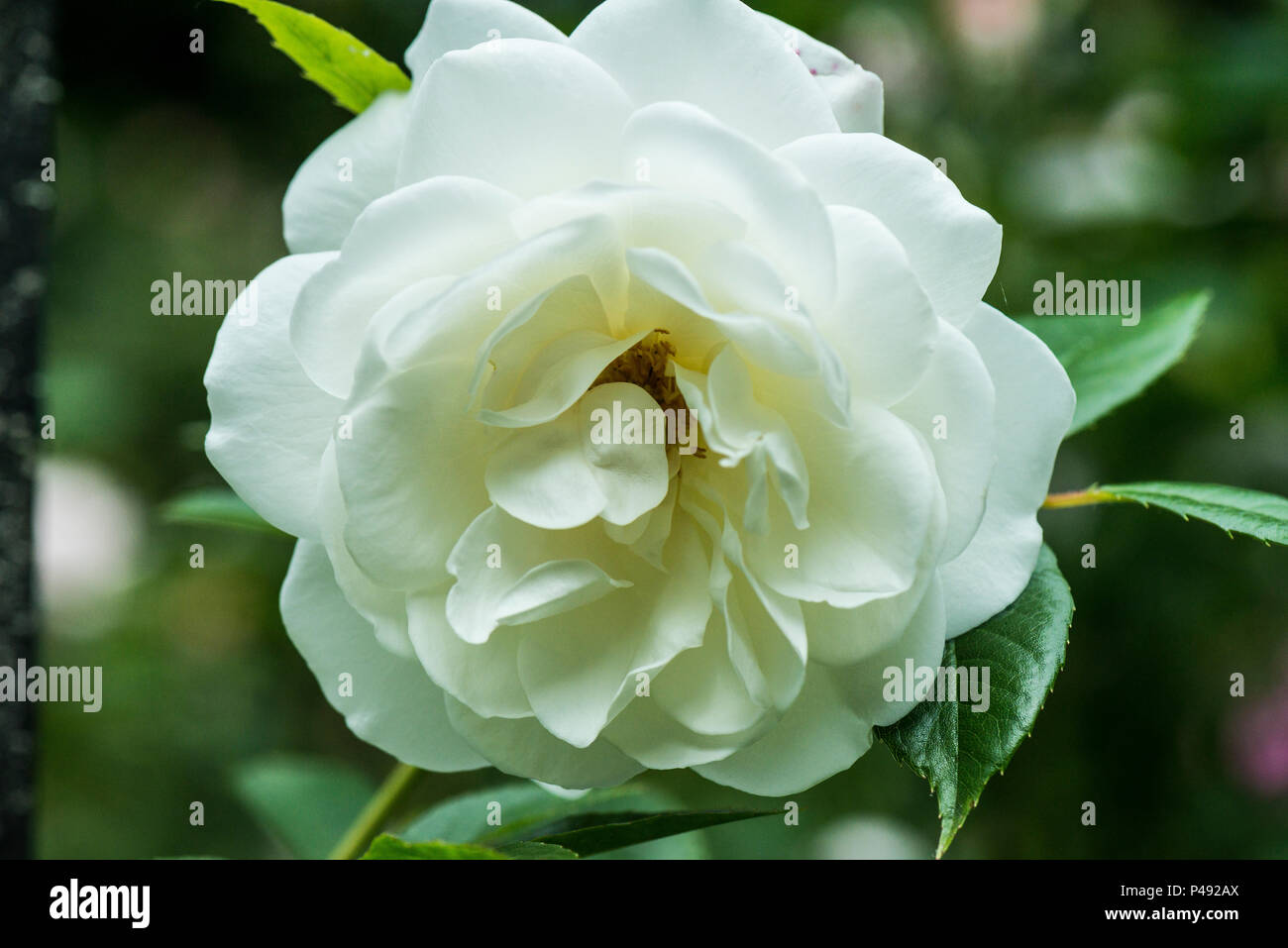 The flower of an Iceberg climbing rose Stock Photo - Alamy