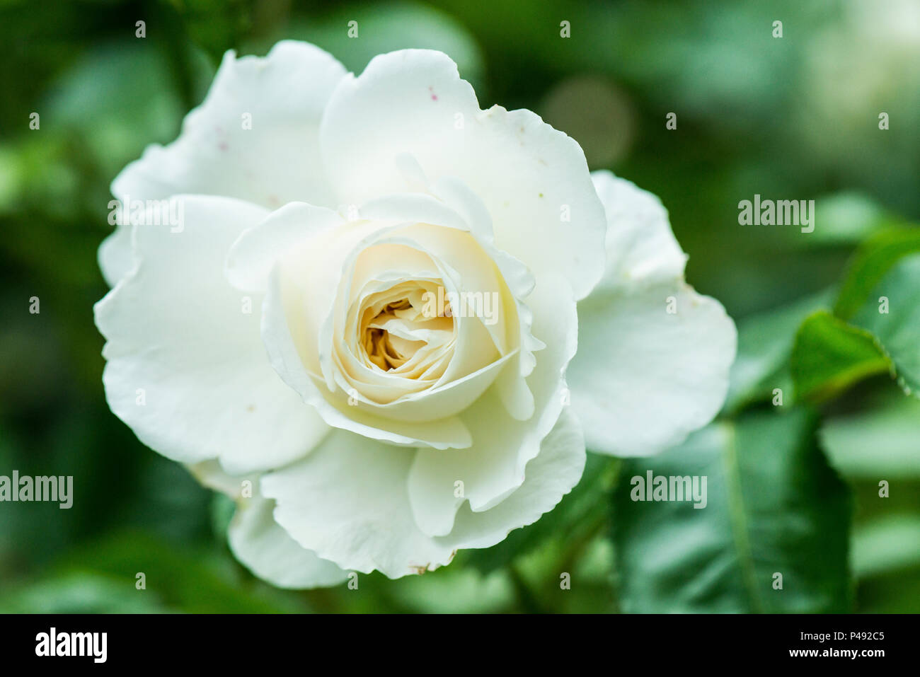 Rosa tranquillity hi-res stock photography and images - Alamy