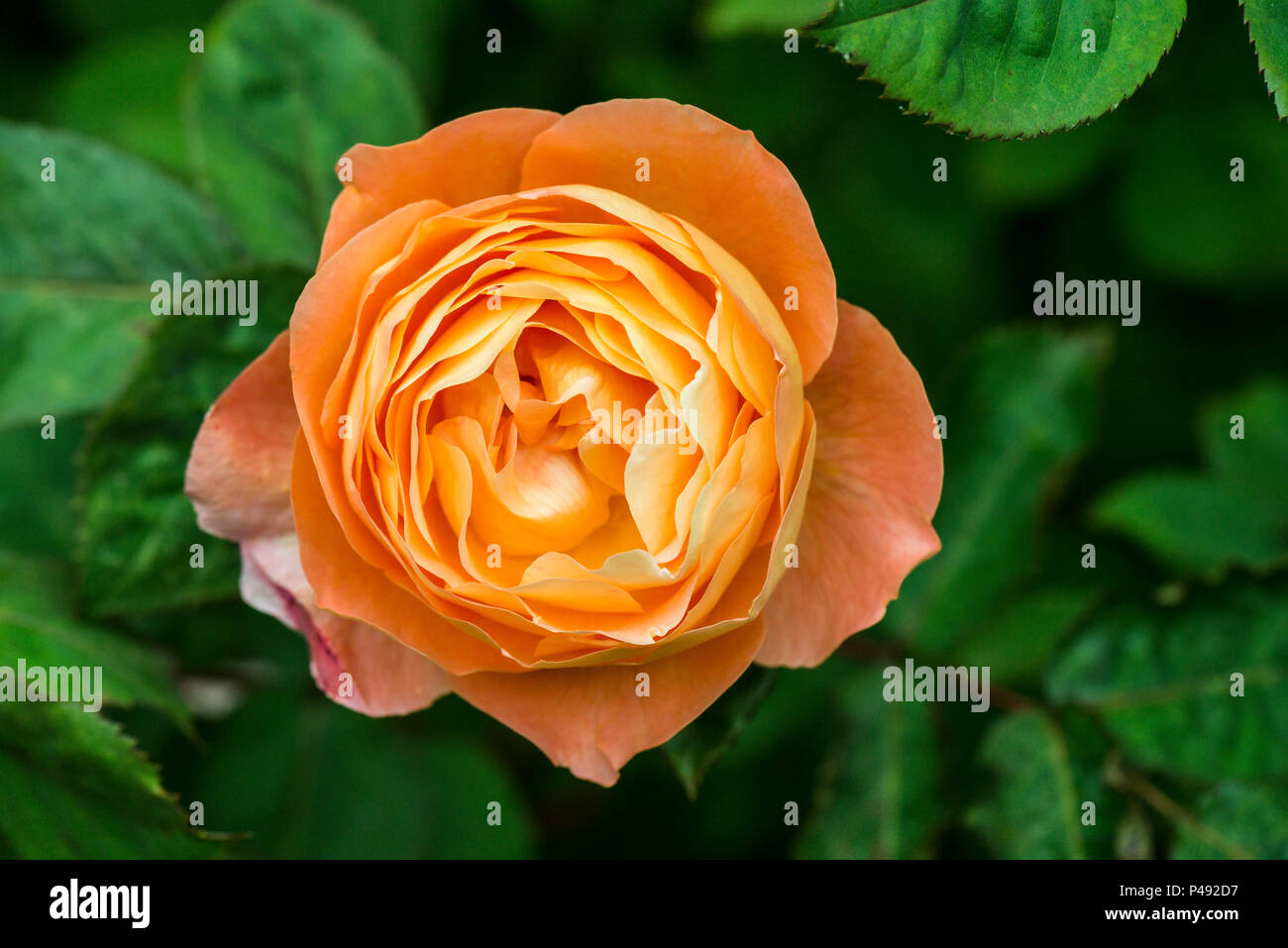 The flower of a lady Emma Hamilton rose Stock Photo - Alamy