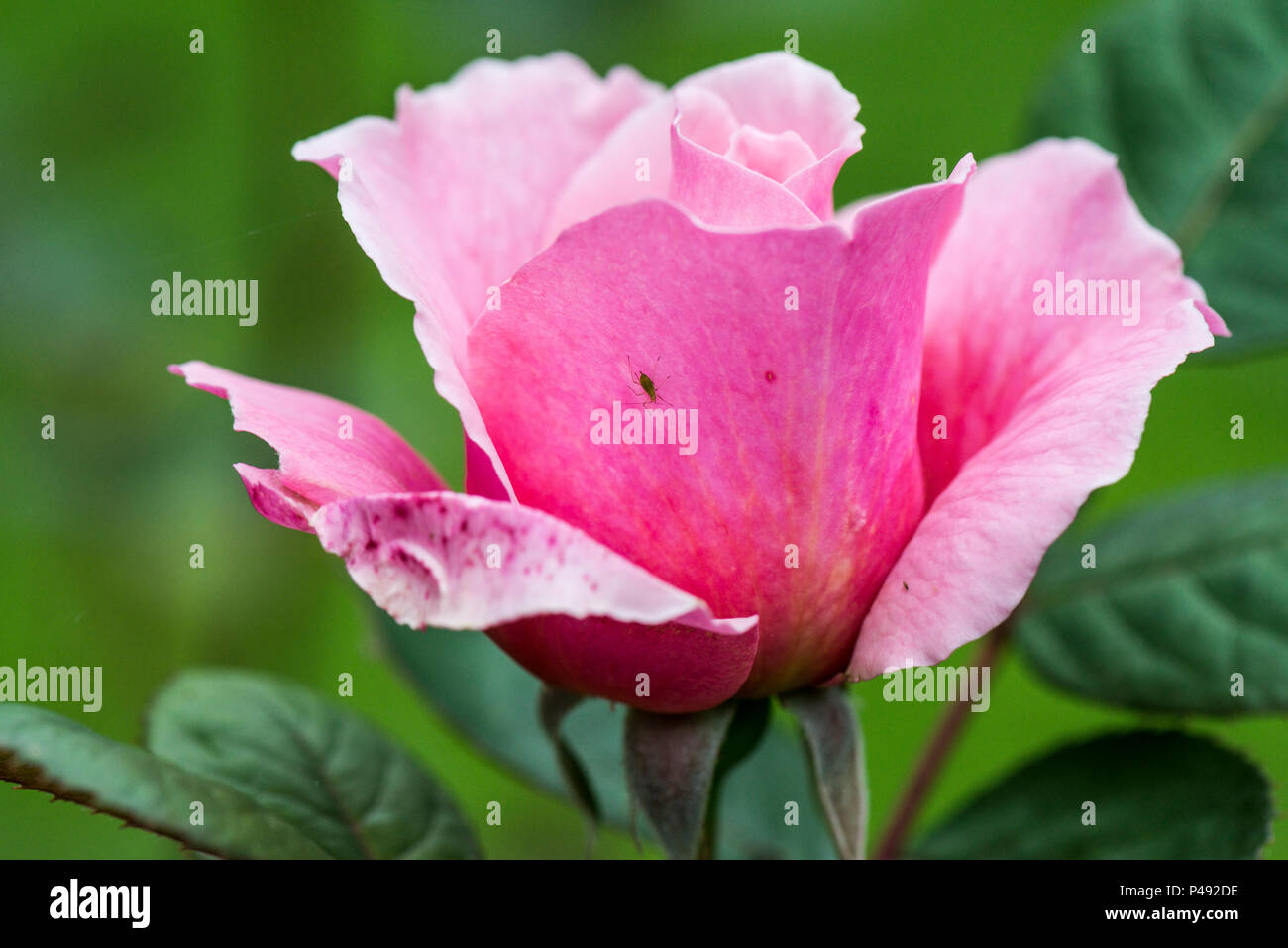 English shrub rose brother cadfael hi-res stock photography and images ...