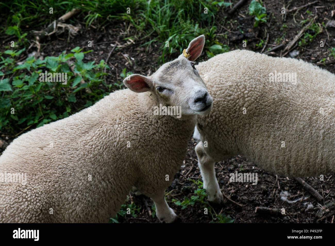A young sheep Stock Photo - Alamy