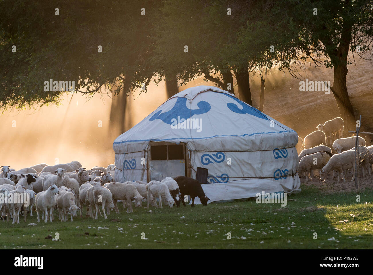 A flock of sheep are herded into a nighttime corral at summertime ...