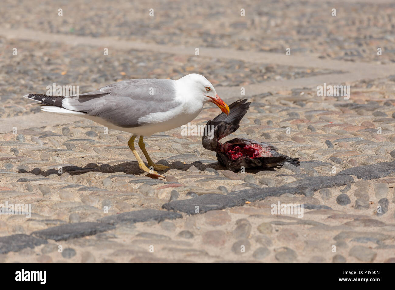 Dead dove hi-res stock photography and images - Alamy