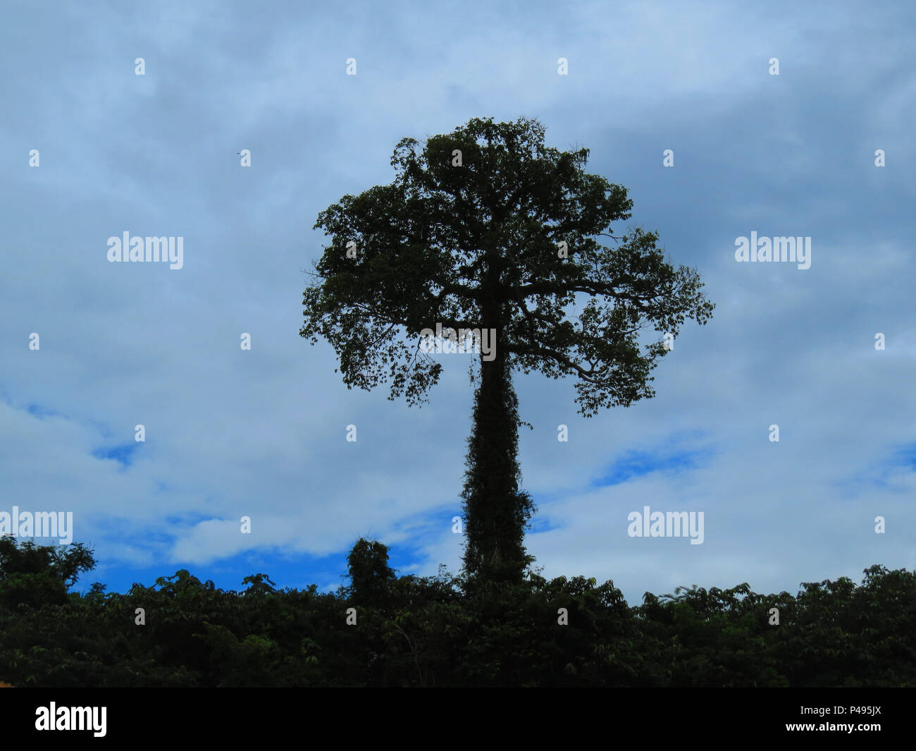 árvore castanheira hi-res stock photography and images - Alamy