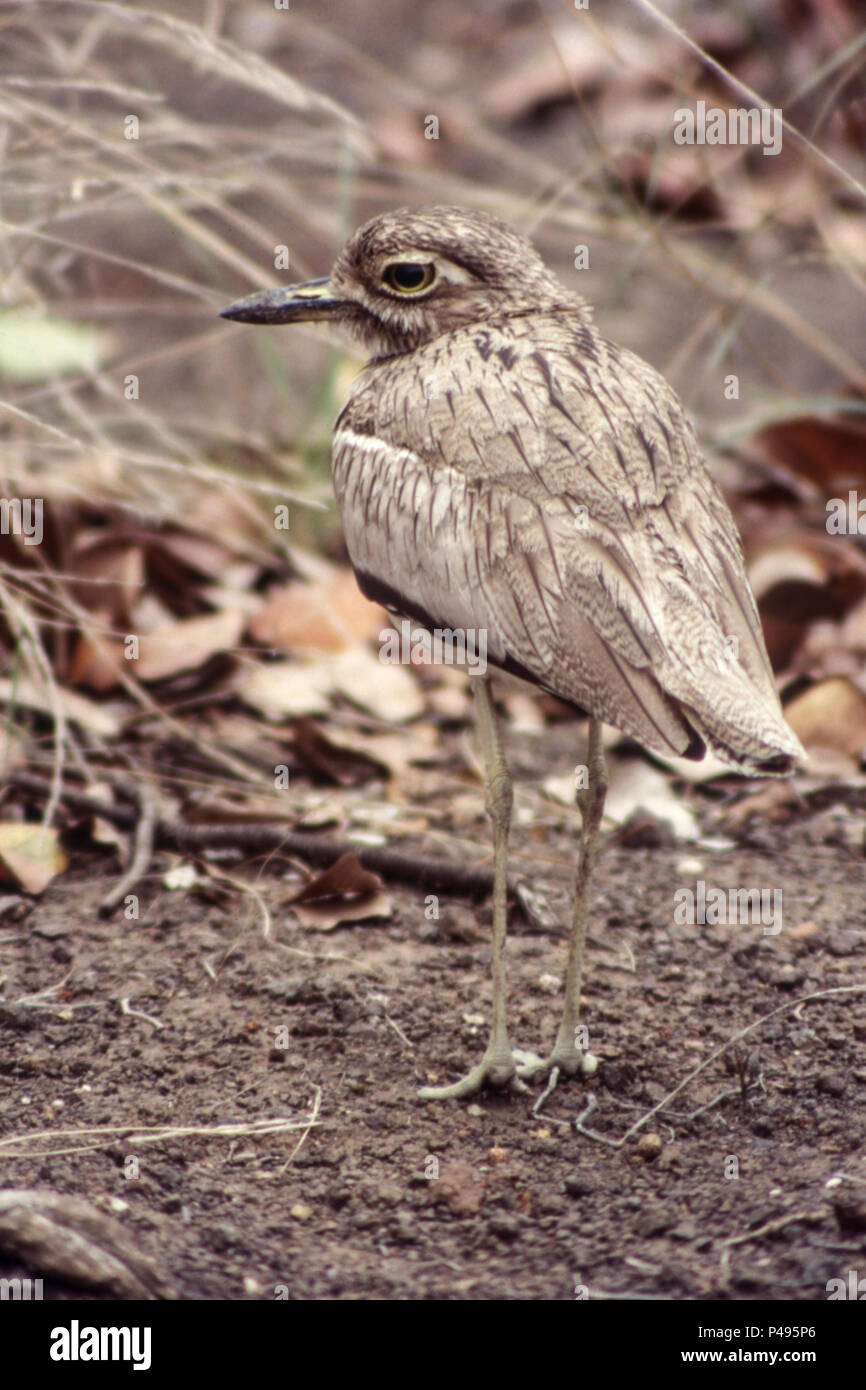 Water Dikkop (Burhinus vermiculatus), Kruger National Park, Mpumalanga ...