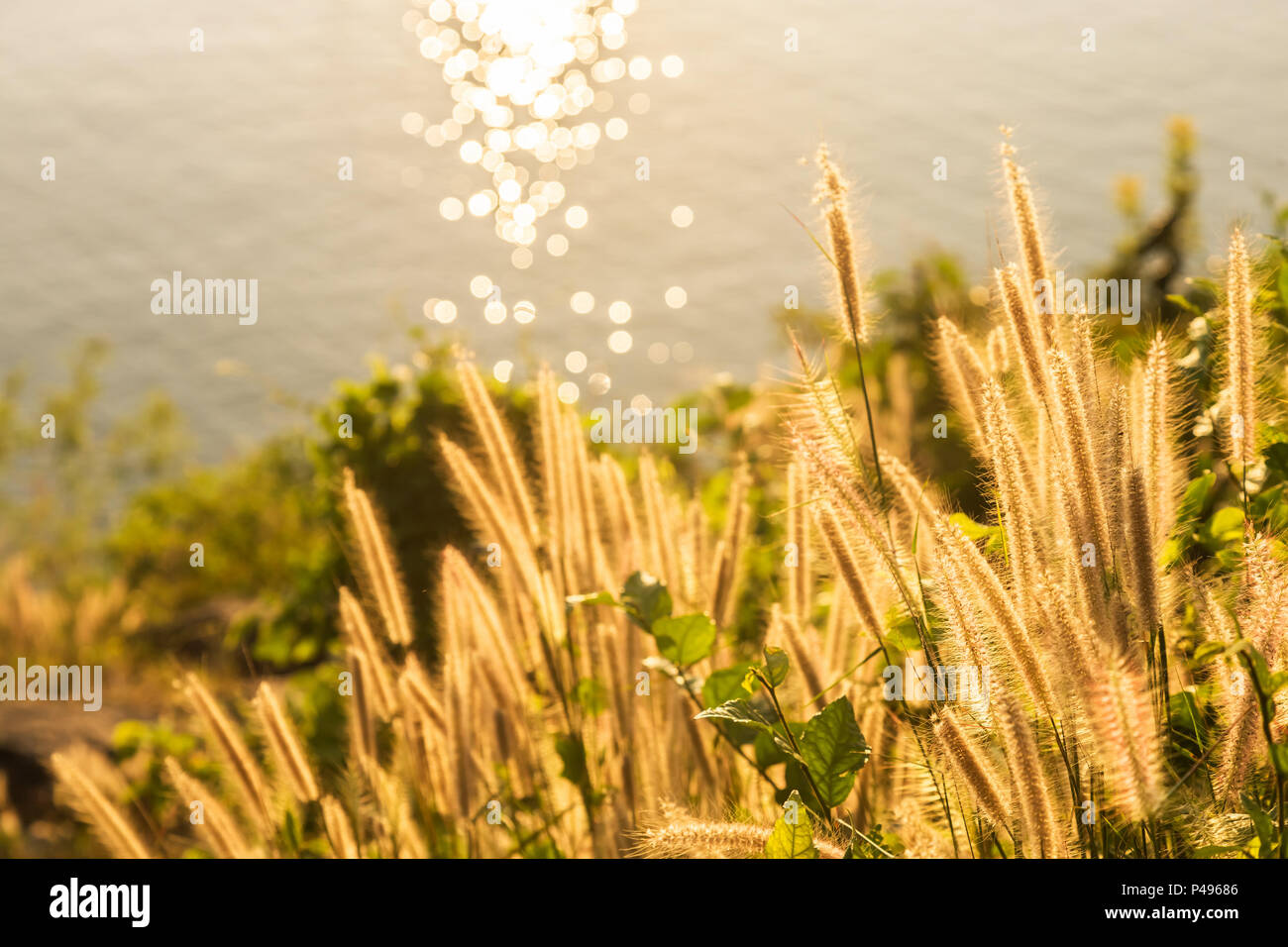 Yellow grass and golden light at sunset, blur focus for Stock Photo - Alamy