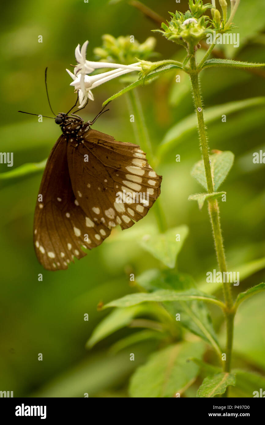Grey butterfly hi-res stock photography and images - Alamy