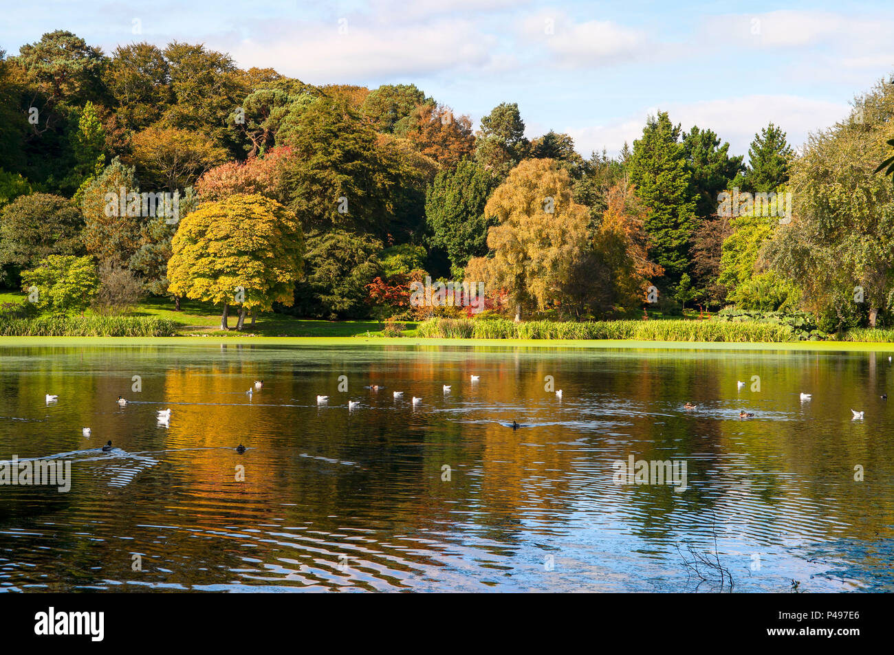 Mount Stewart Autumn Colours Boating Lake County Down Northern Ireland ...