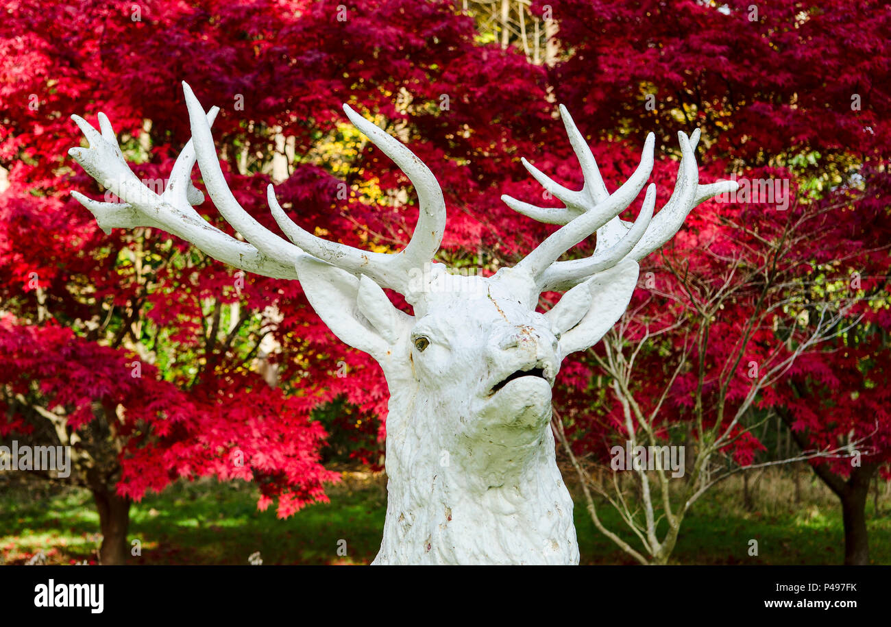 Mount Stewart Autumn Colours White Stag County Down Northern Ireland ...