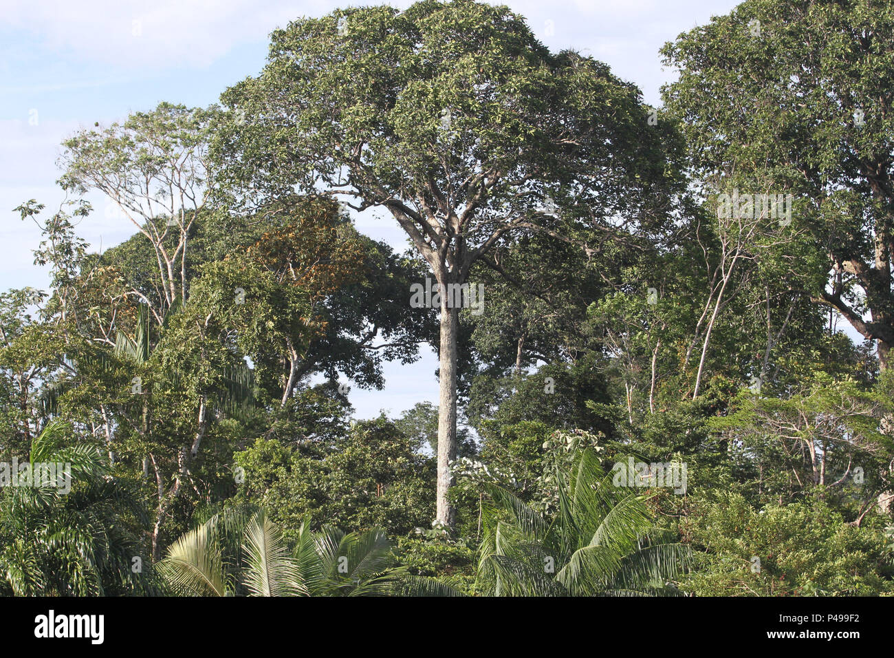árvore castanheira hi-res stock photography and images - Alamy