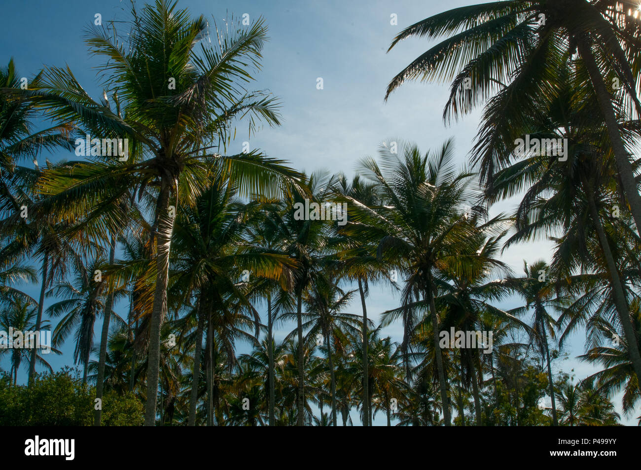 Aracruz hi-res stock photography and images - Alamy