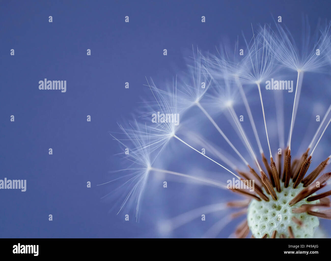 Dandelion seeds art hi-res stock photography and images - Alamy