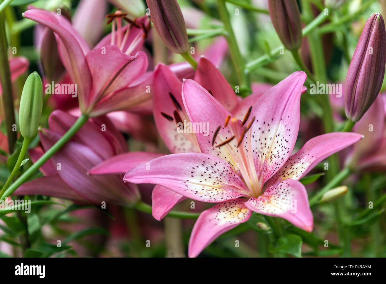 Purple Lily Flower