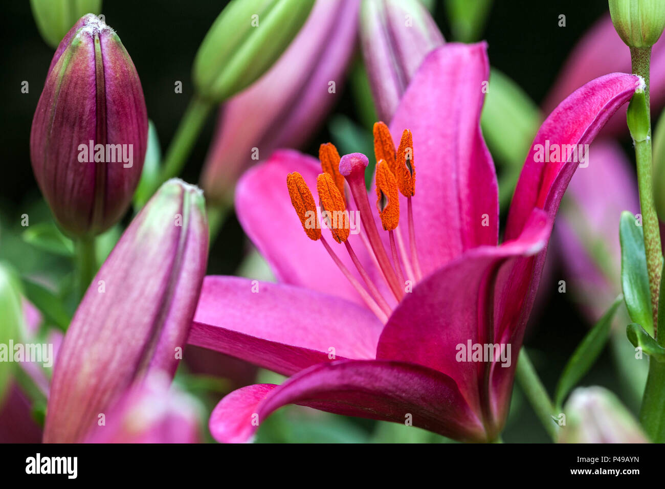Lilium flowering plants closeup view hi-res stock photography and ...