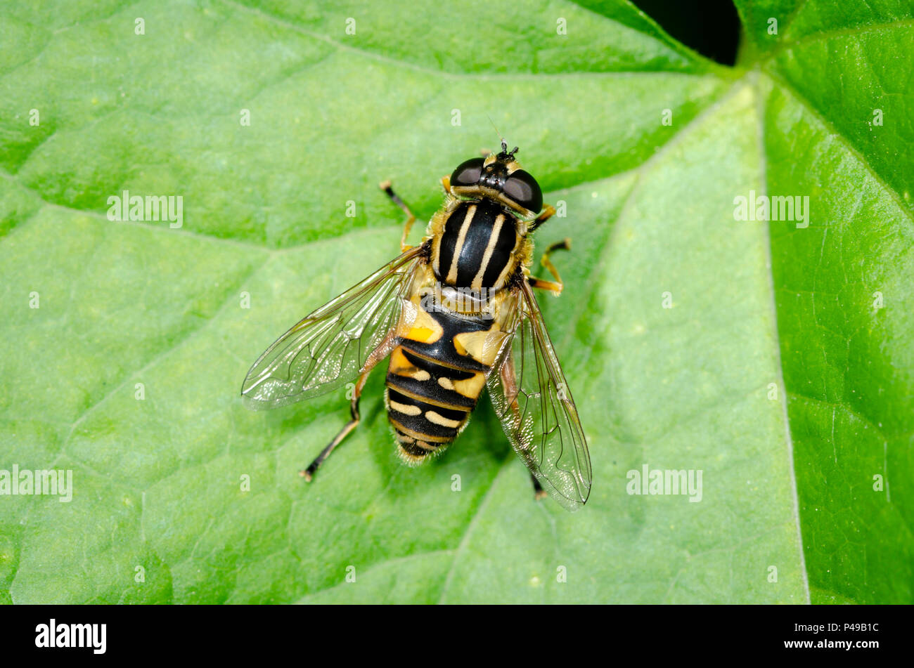 Wasp Mimic Hoverfly High Resolution Stock Photography and Images - Alamy
