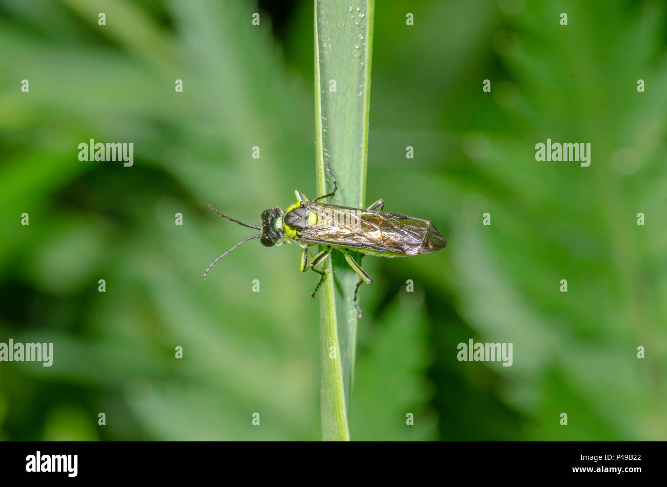 Sawfly- Rhogaster picta Stock Photo - Alamy