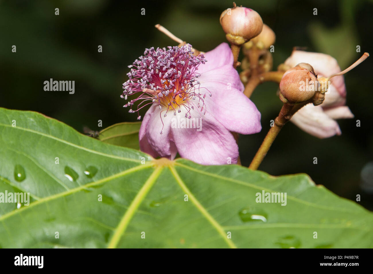 Urucueiro hi-res stock photography and images - Alamy