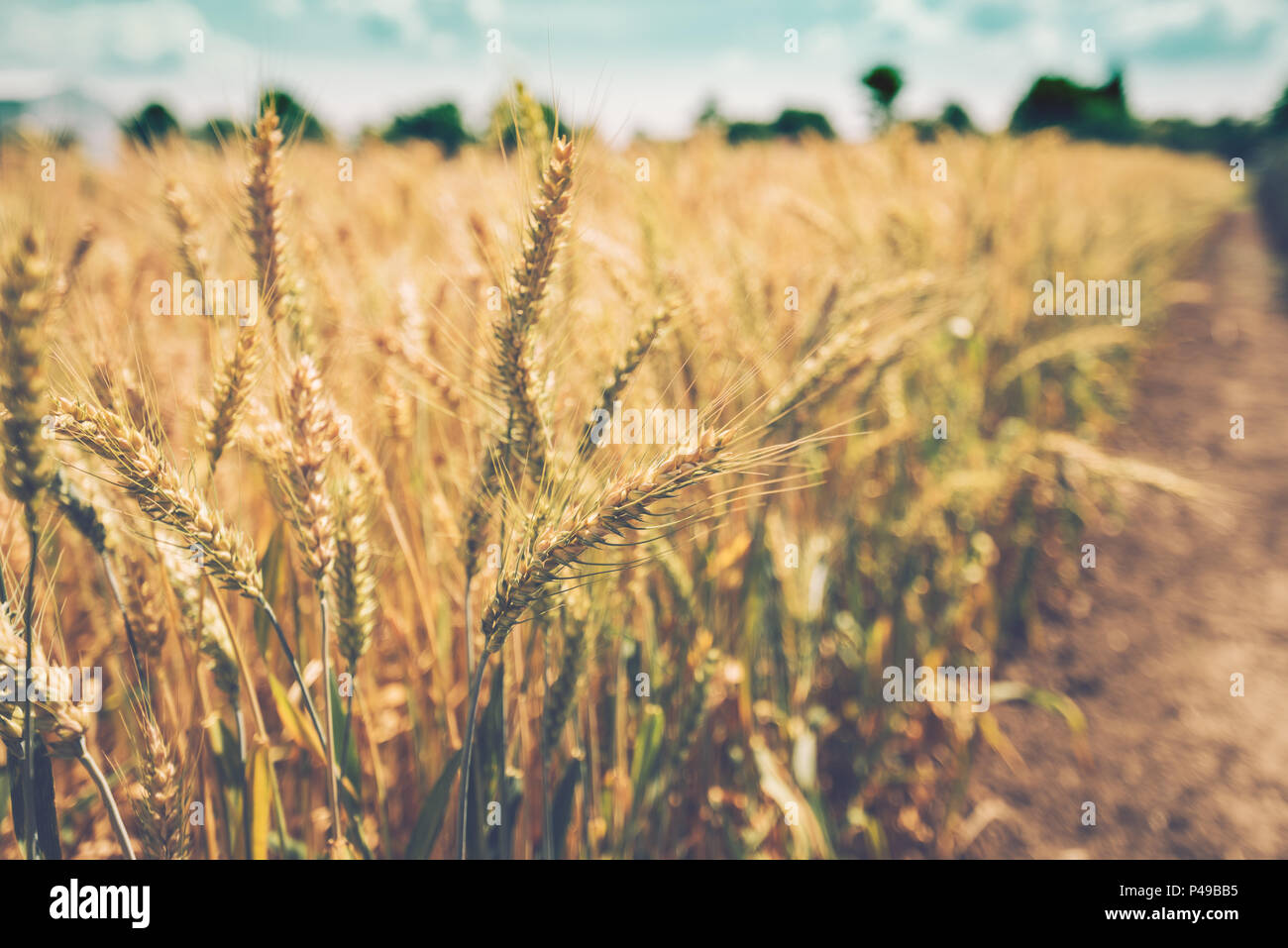 Ears Of Barley Ripening High Resolution Stock Photography and Images ...
