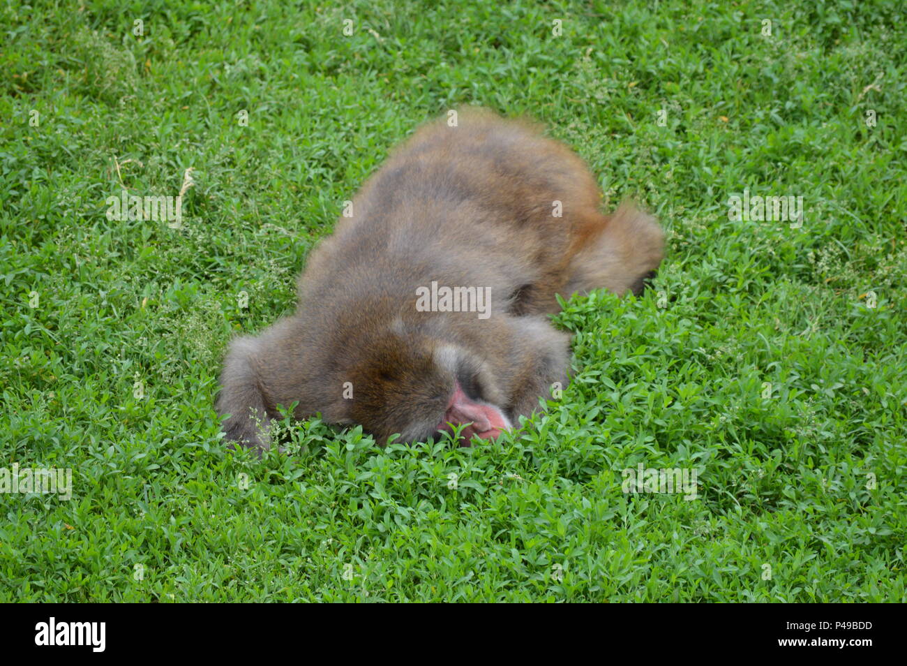Smile snow face hi-res stock photography and images - Alamy